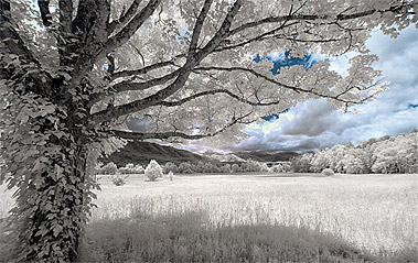 Digital Infrared Photography Primer - Infrared Conversions, IR ...