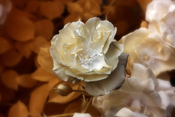 First Shoot - Super Color Filter - Infrared Conversions, IR ...