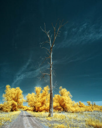 First Shoot - Super Color Filter - Infrared Conversions, IR ...