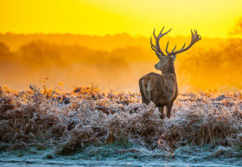 What Is The Golden Triangle Rule And How To Use It - Infrared ...