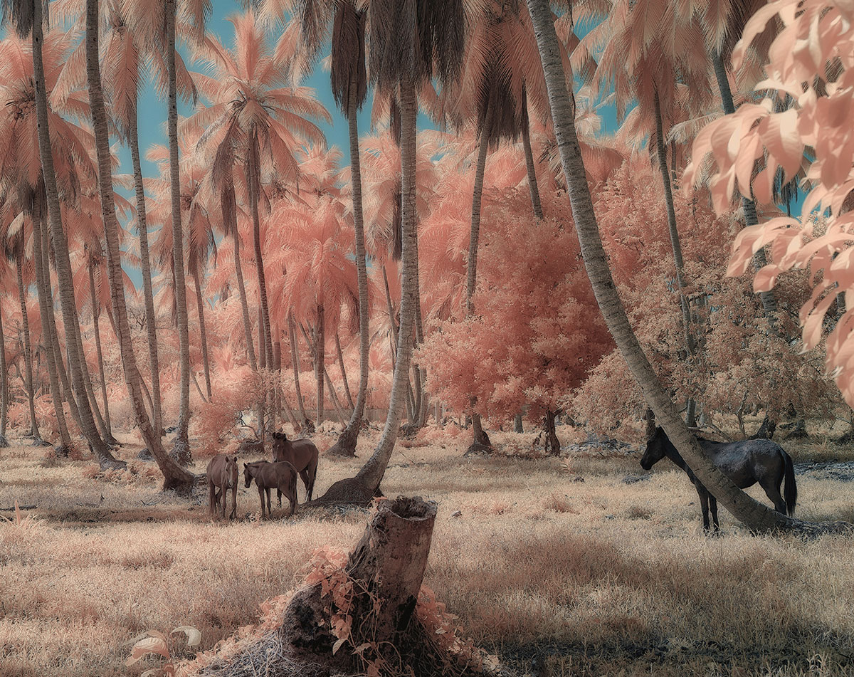 Shooting IR in The D.R. - Infrared Conversions, IR Modifications ...