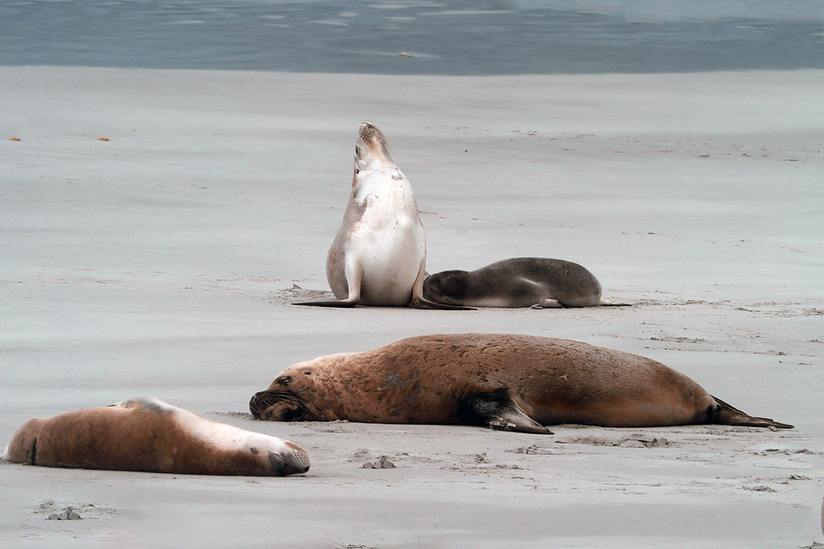 Seal Bay photoshoot - Infrared Conversions, IR Modifications ...