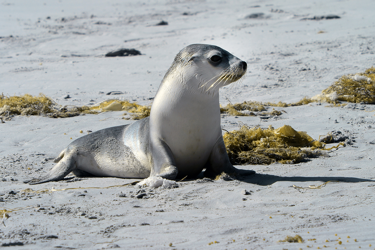 Seal Bay photoshoot - Infrared Conversions, IR Modifications ...