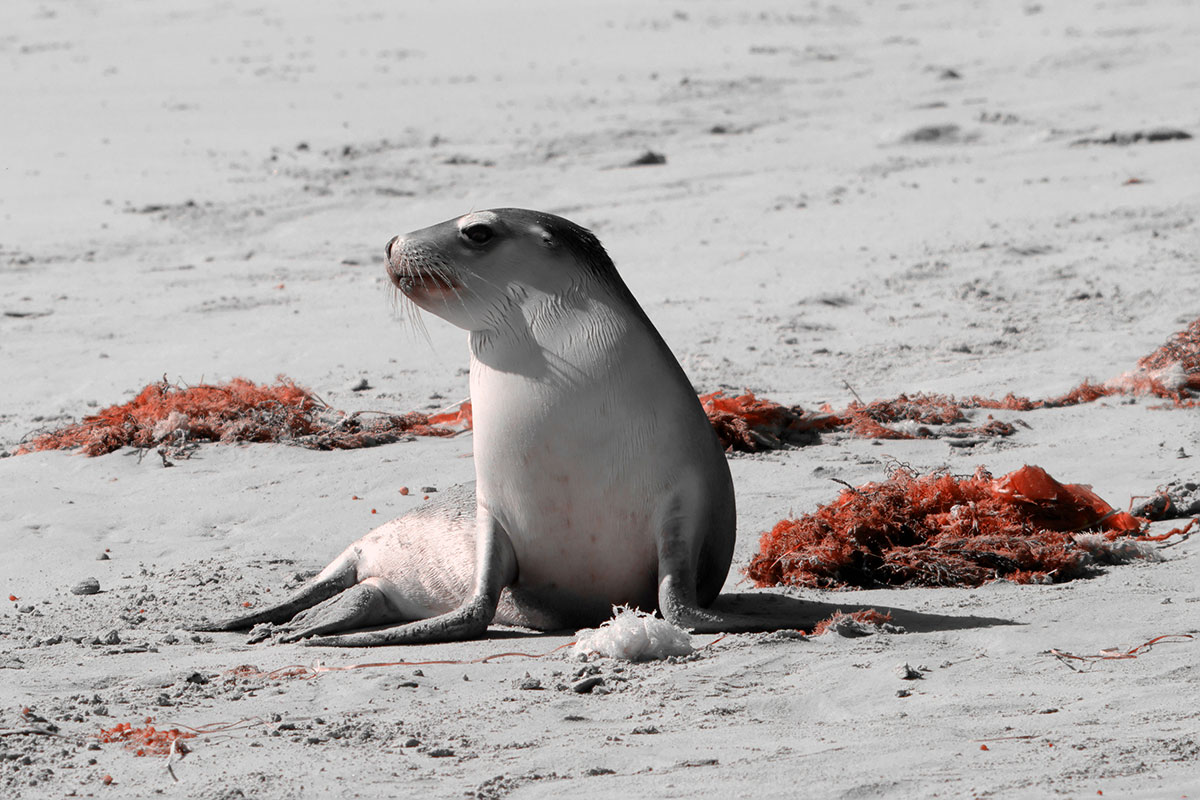 Seal Bay photoshoot - Infrared Conversions, IR Modifications ...