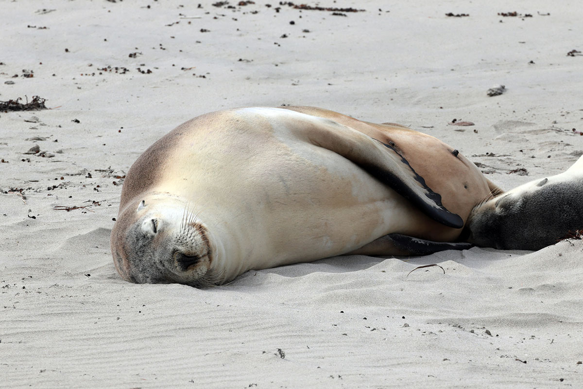 Seal Bay photoshoot - Infrared Conversions, IR Modifications ...