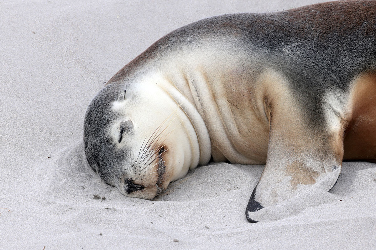 Seal Bay photoshoot - Infrared Conversions, IR Modifications ...